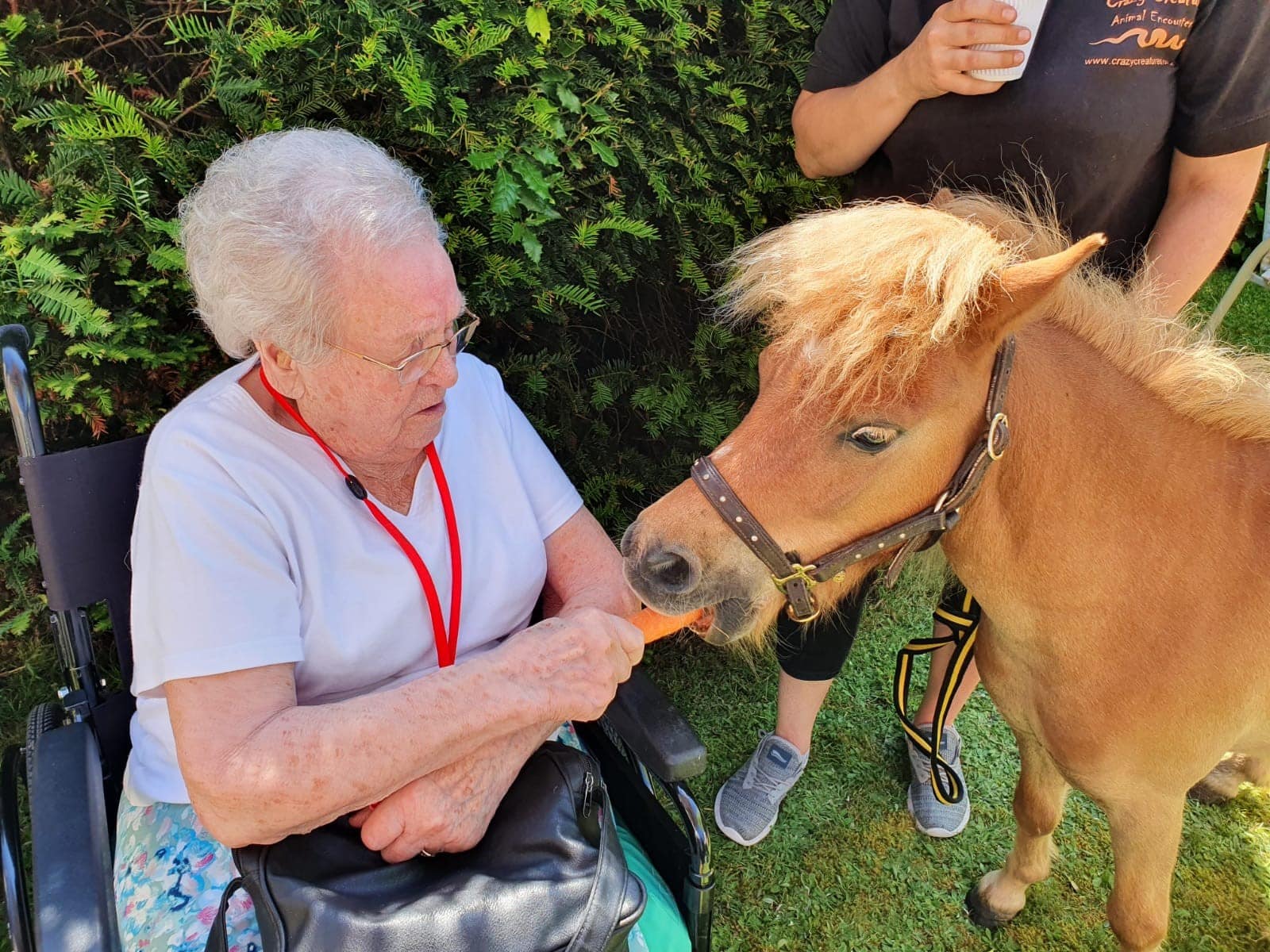 Miniature therapy horses bring joy to Zetland Court residents - RMBI